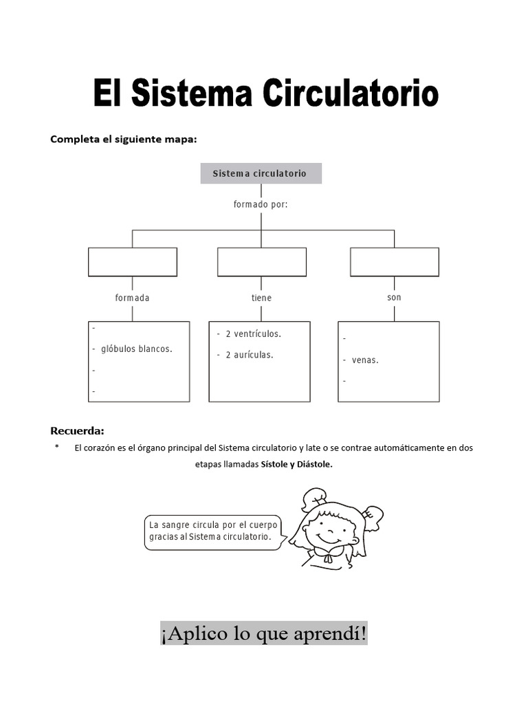 Sistema Circulatorio: Componentes y Funciones | PDF | Sistema ...