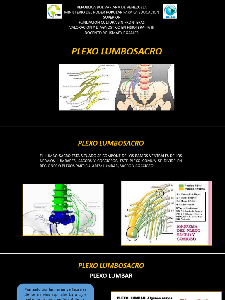 Plexo Lumbosacro. Alteraciones 3. | PDF | Anatomía humana | Extremidades (anatomía)
