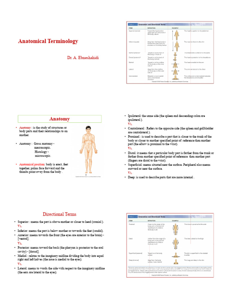 HI_Anatomical_Terminology_rotated | PDF | Anatomical Terms Of Location ...
