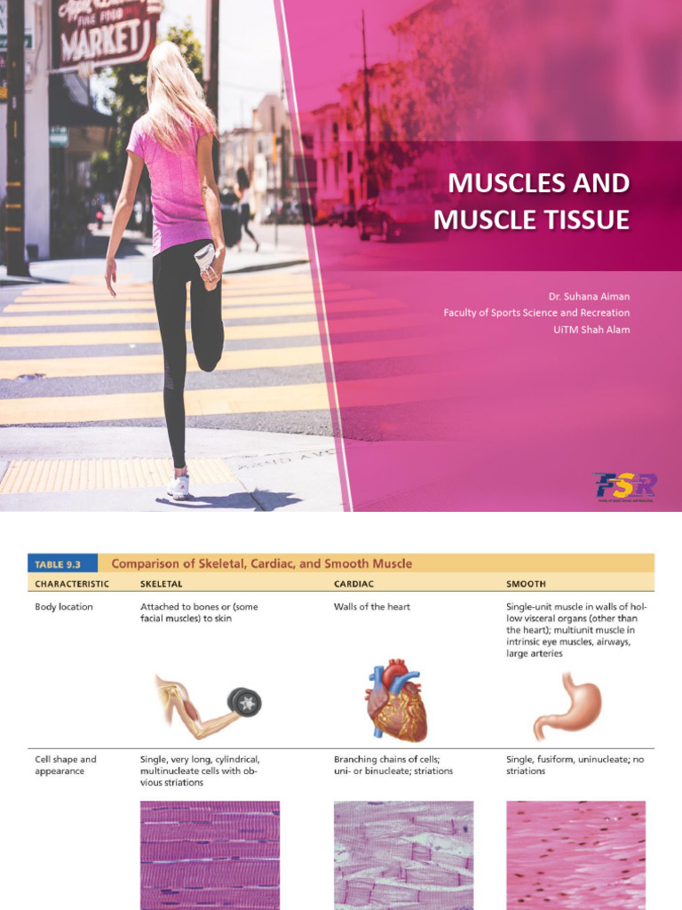 Muscle and Muscle Tissue | PDF | Muscle Contraction | Acetylcholine