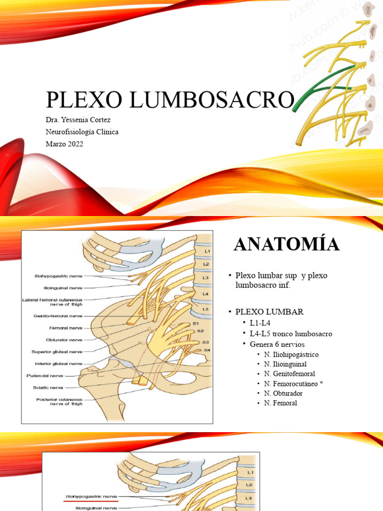 Plexo Lumbosacro | PDF | Pie | Sistema musculoesquelético