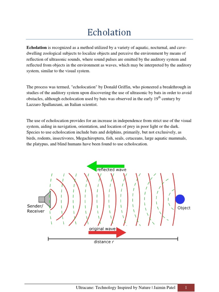 Echolation: Echolation Is Recognized As A Method Utilized by A Variety ...