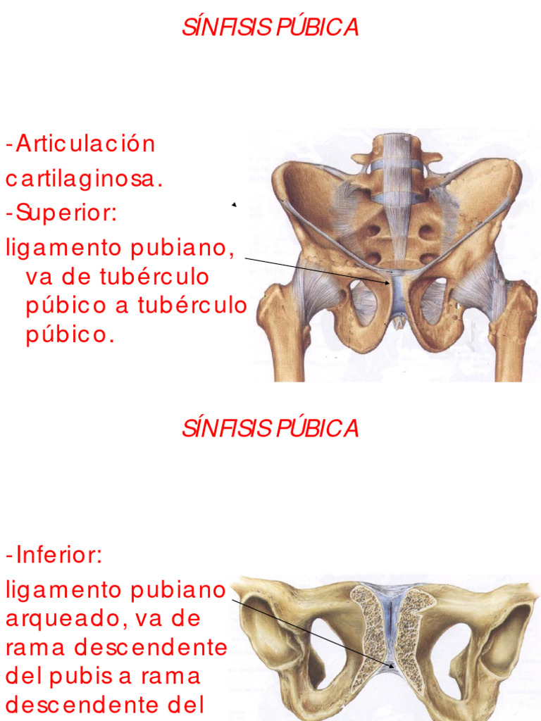 Anatomía y Función de Articulaciones Clave | PDF | Rodilla | Pelvis