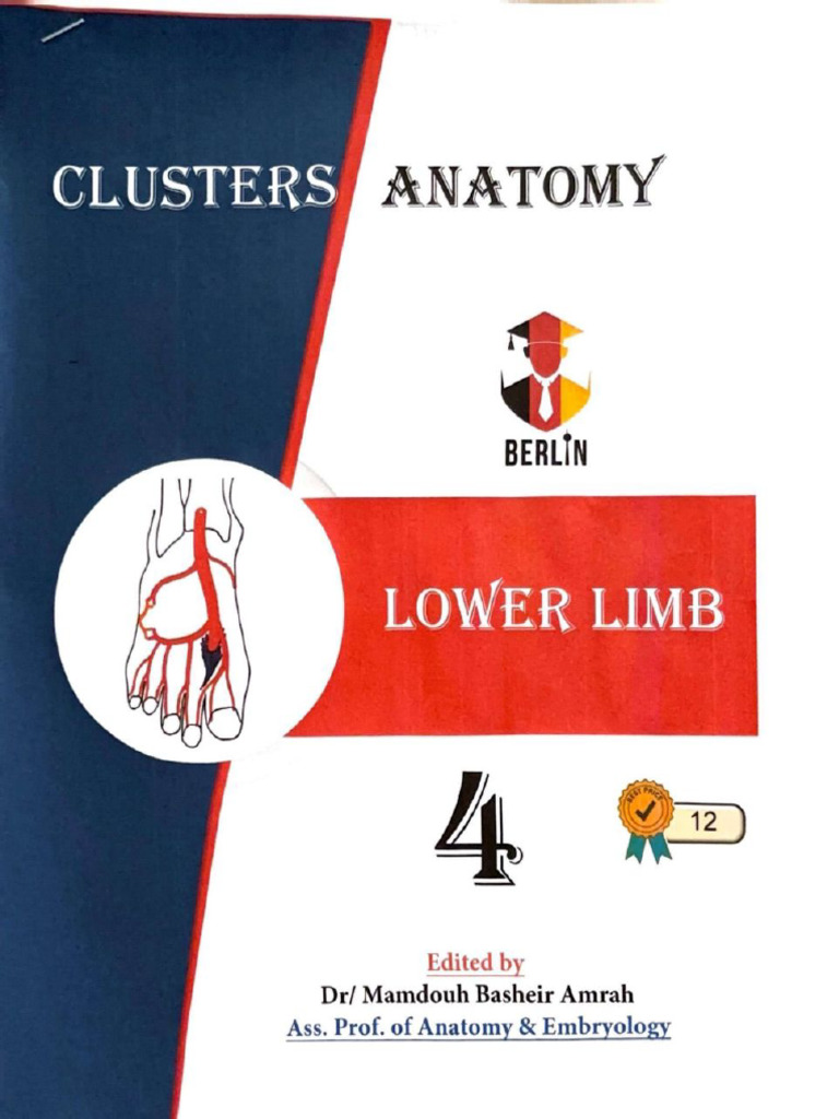 Lower limb part 4 Dr.Cluster | PDF