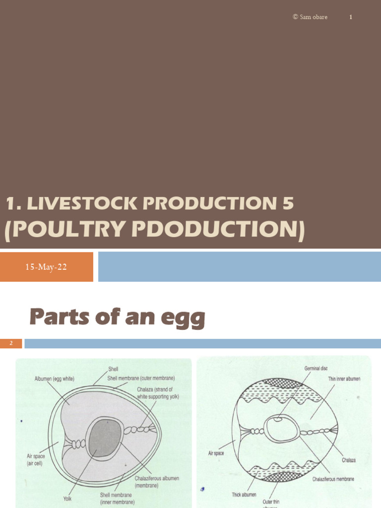 Poultry Production. | PDF | Chicken | Egg