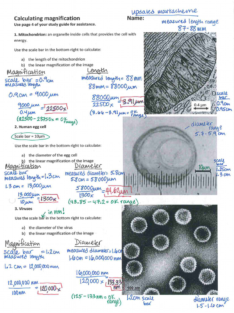 A2.2.2 Calculating Magnification Practice ANSWERS Updated | PDF