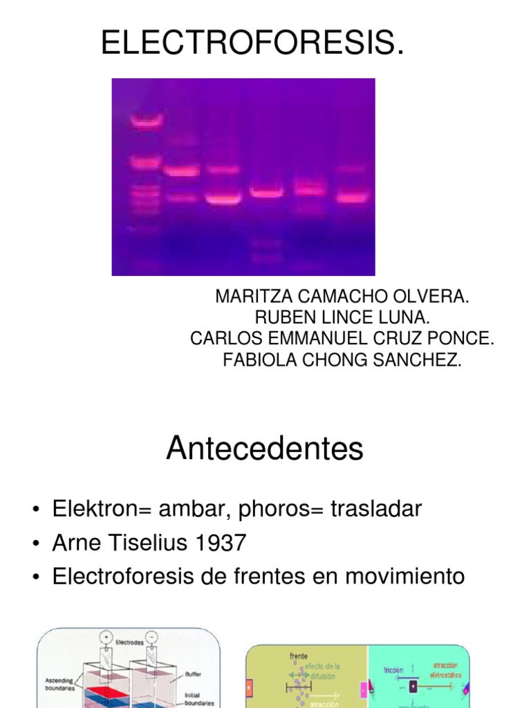 ELECTROFORESIS | Electroforesis | Adn