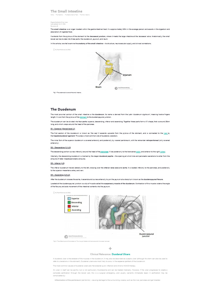 Anatomy and Function of the Small Intestine | PDF | Small Intestine ...