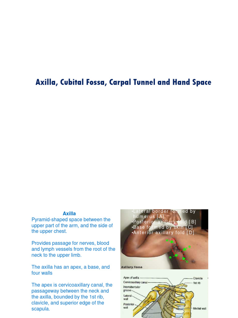 Anatomy of Axilla and Elbow Regions | PDF | Arm | Thumb