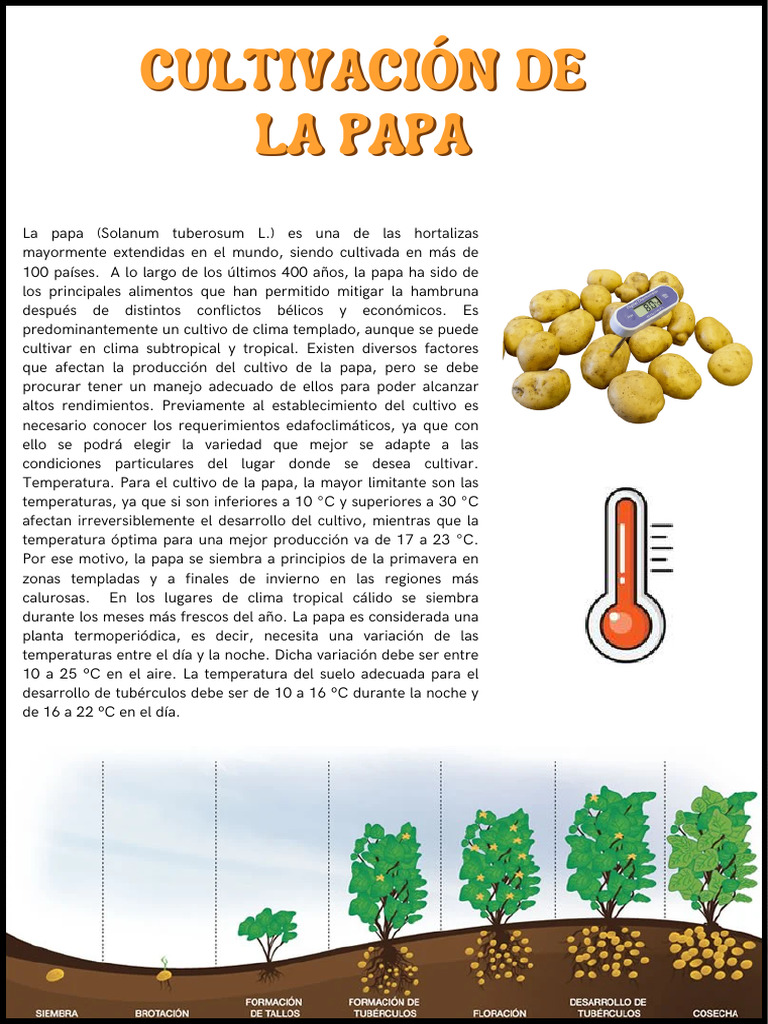 Cultivación de La Papa | Descargar gratis PDF | Patata | Zona tropical