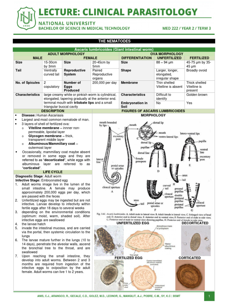 Nematode Guide for Medical Students | PDF | Medical Specialties ...