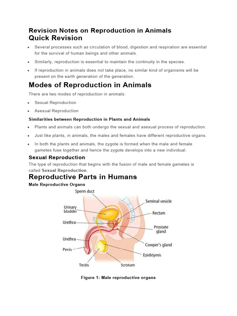 Revision Notes On | PDF | Reproductive System | Fertilisation