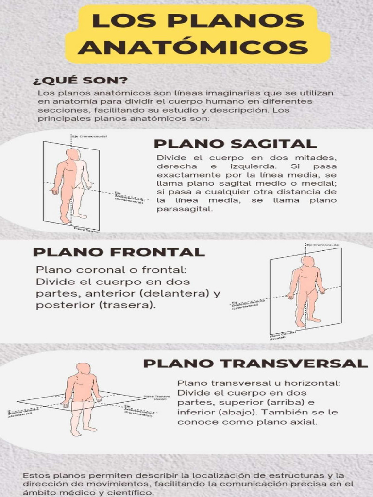 Los Planos Anatómicos | PDF