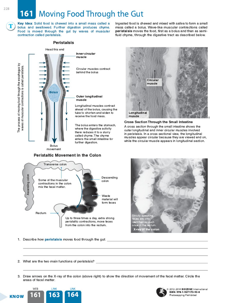 161 - Moving Food Through The Gut | PDF | Gastrointestinal Tract ...
