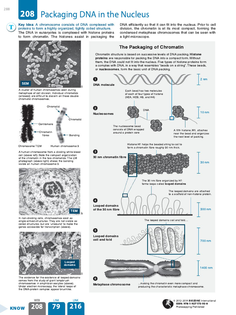 208 Packaging DNA in The Nucleus | PDF | Chromatin | Histone