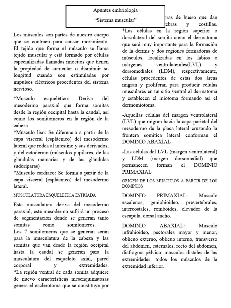EMbrio Sistema Muscular | Descargar gratis PDF | Músculo | Abdomen