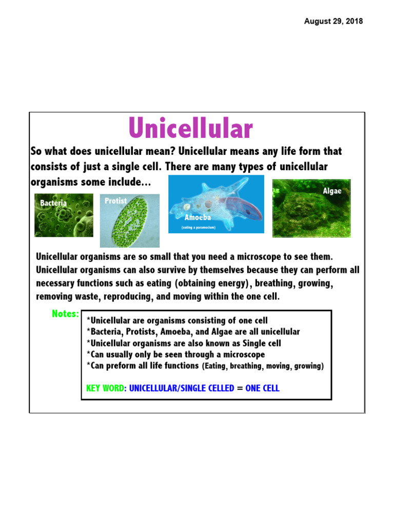 Unicellular and Multicellular Worksheet | PDF | Cell (Biology) | Organisms