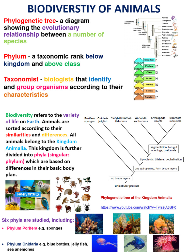 Biodiversity of Animals | Download Free PDF | Biology | Zoology