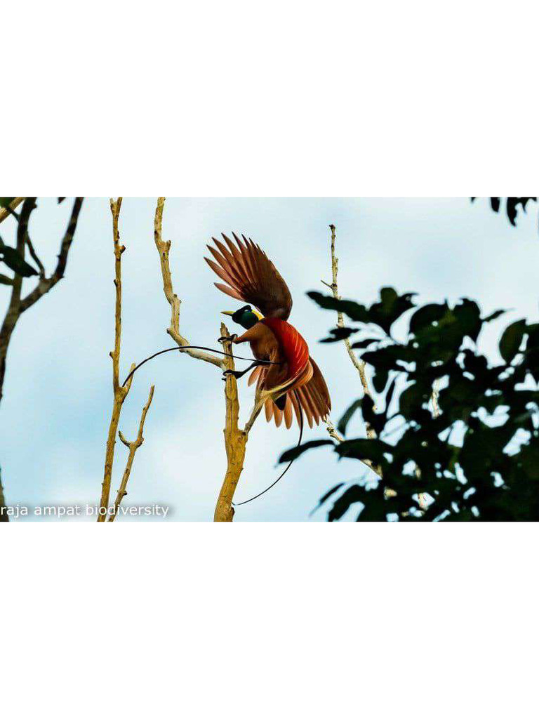 Burung Merah Raja Ampat Biodiversitas | PDF