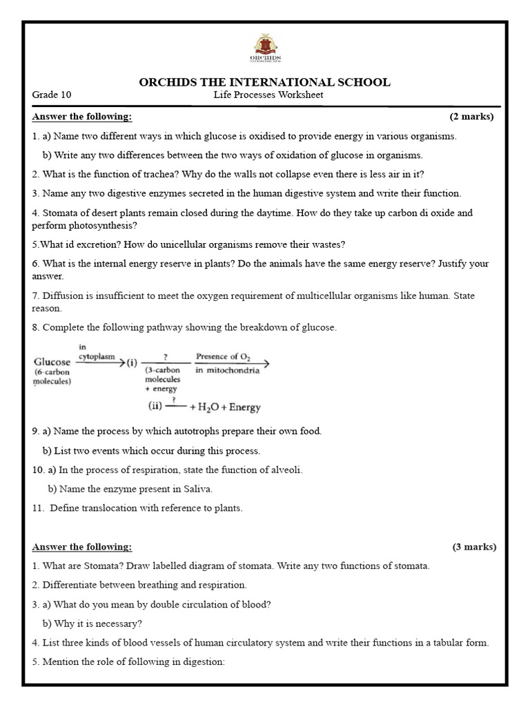Life Processes Worksheet | PDF | Respiratory System | Blood