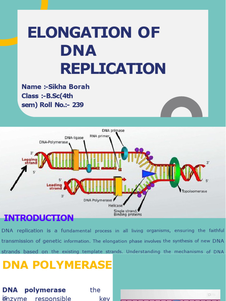 DNA Replication Elongation Guide | PDF