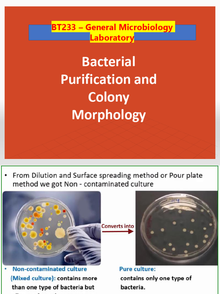 Bacterial Purification Techniques Guide | PDF | Life Sciences ...