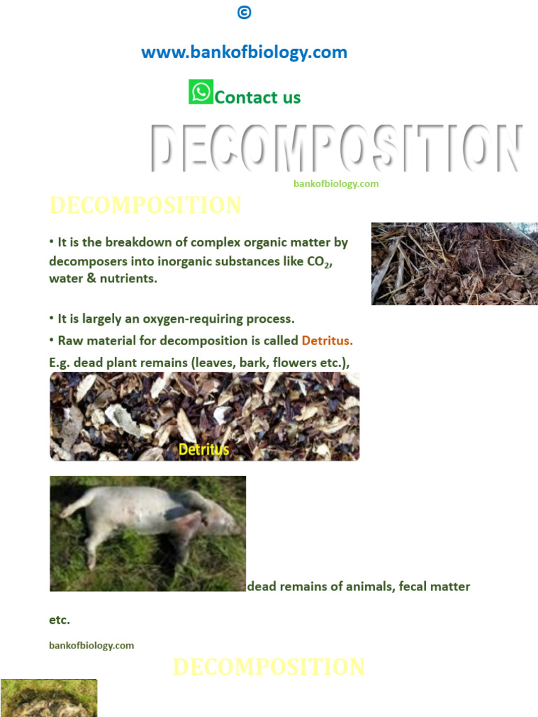 14 Ecosystem PPT Part 2 | PDF | Decomposition | Food Web