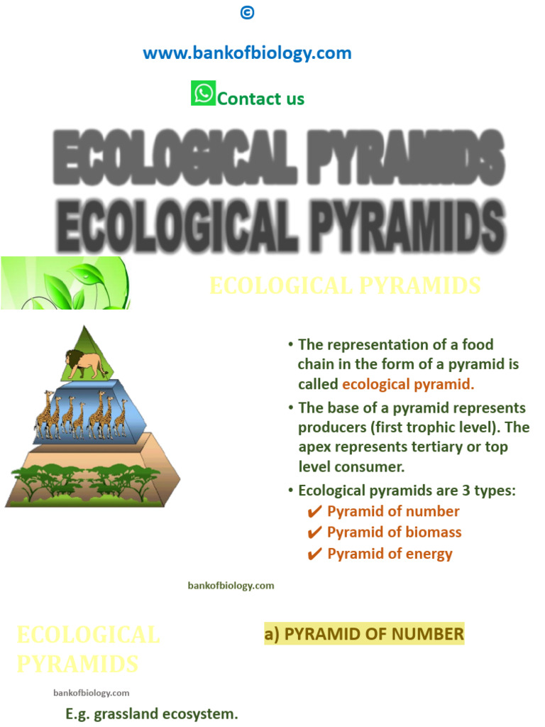 Ecological Pyramids Overview | PDF | Biomass (Ecology) | Ecology