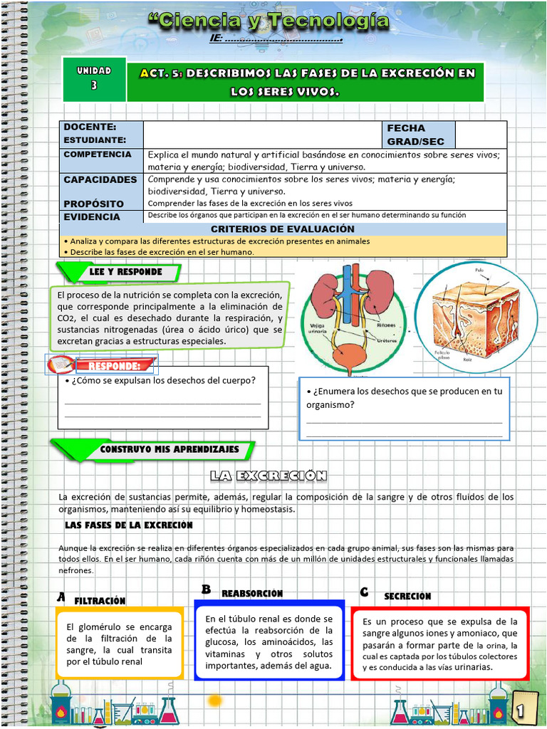 E - 4º Act 5-Cyt-Und 3 - Sem4 | PDF | Riñón | Excreción
