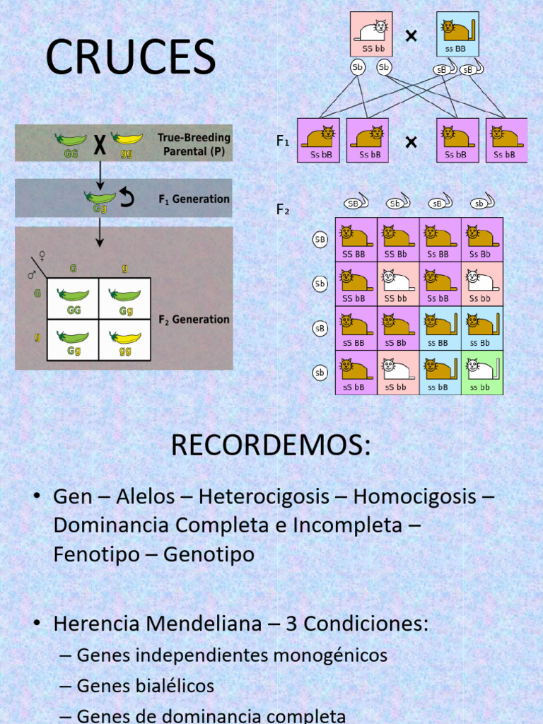 3) CRUCES Dom Completa e Incompleta | PDF | Dominancia (Genética) | Cigosidad
