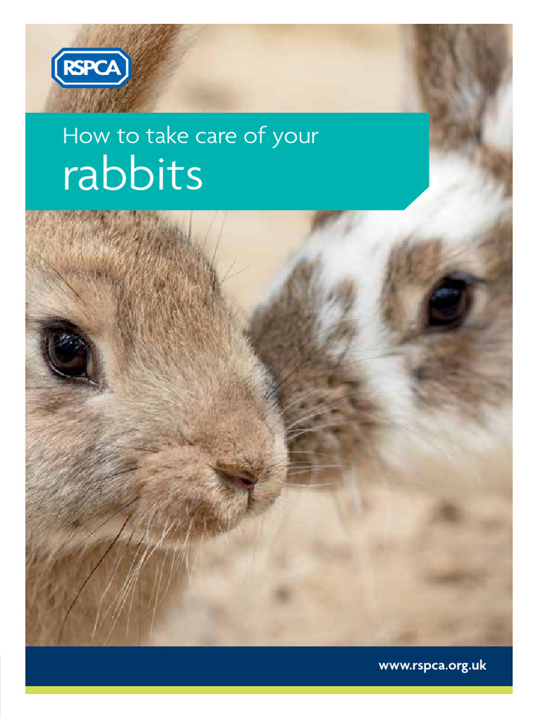 How To Take Care of Your Rabbits | PDF | Animal Welfare | Hay