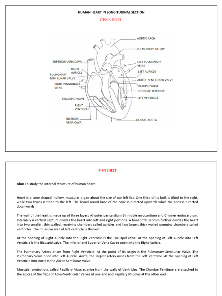 Biology Practical Record - Heart and Kidneys | PDF | Heart | Kidney