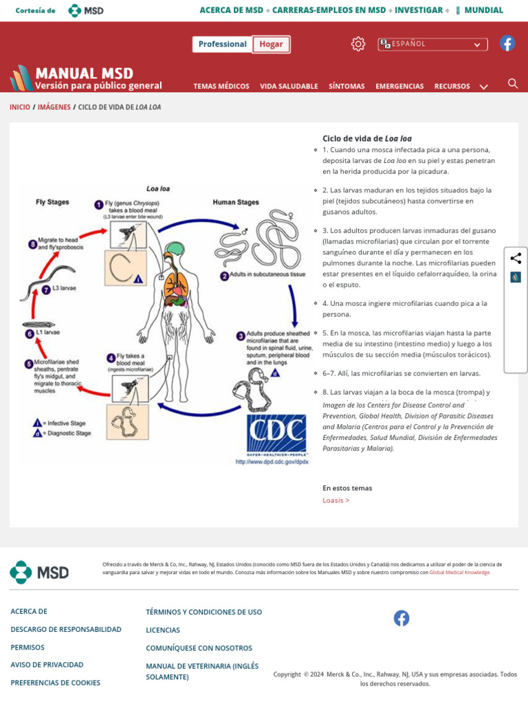 ImageCiclo de Vida de Loa Loa-Manual MSD Versión | Descargar gratis PDF | Causas de la muerte ...