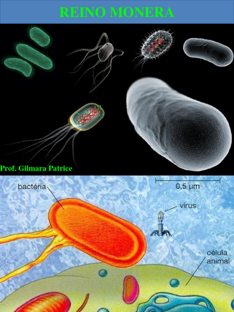 Reino Monera | PDF | Bactérias | Procarionte