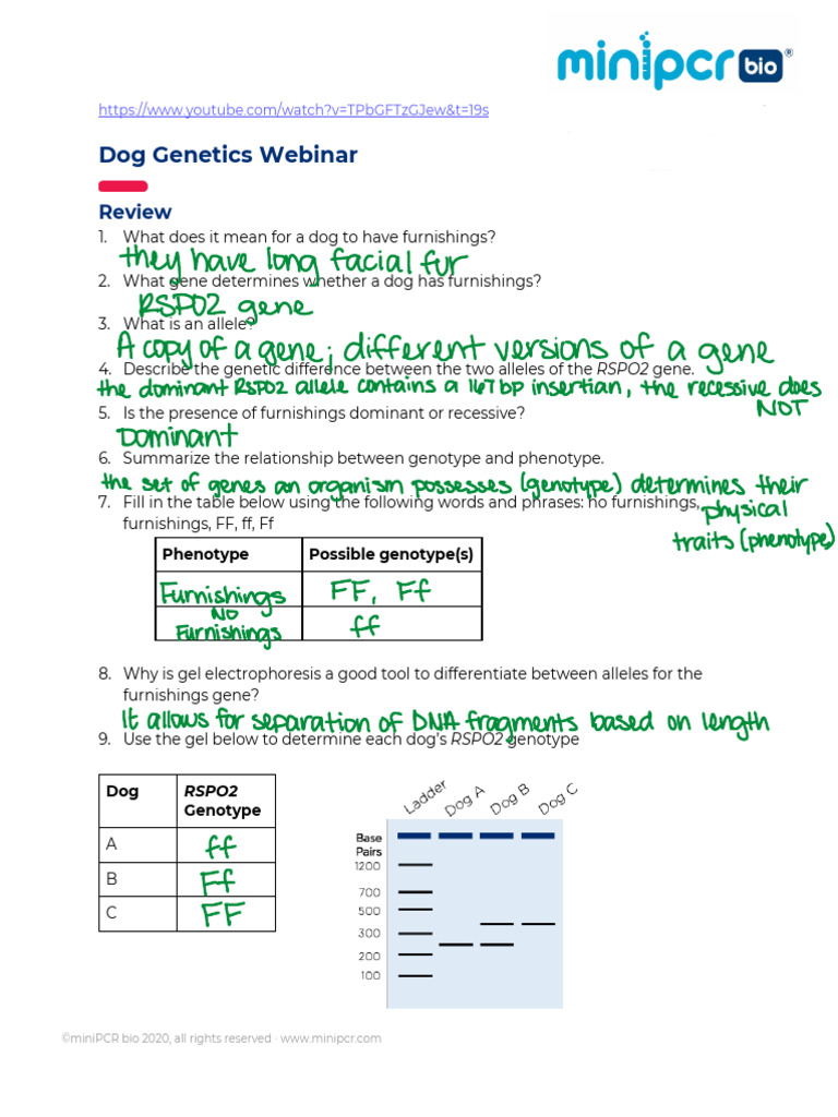 Mini PCR Dog Genetics Webinar - Student Worksheet | PDF | Genotype ...