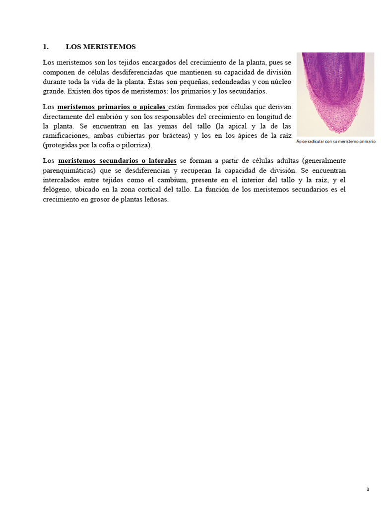 Tipos y funciones de los meristemos | PDF | Hogar, jardinería y bricolaje