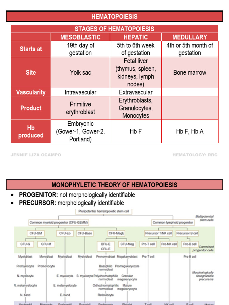 Hematology (RBC) | PDF | Haematopoiesis | Anemia