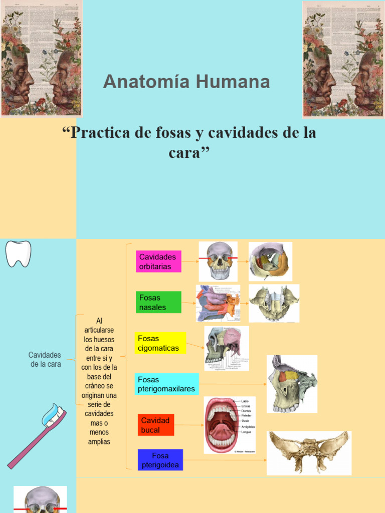 Practica de Fosas y Cavidades de La Cara | PDF | Cabeza y cuello ...