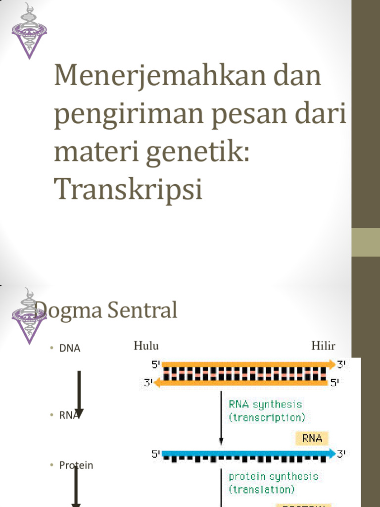 Transkripsi-Translasi Dna-2 | PDF