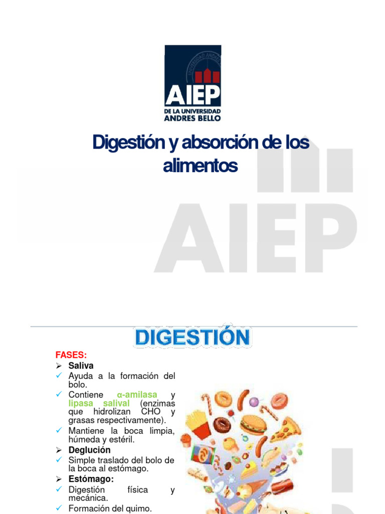 Fases de Digestión y Absorción de Alimentos | PDF | Digestión | Estómago