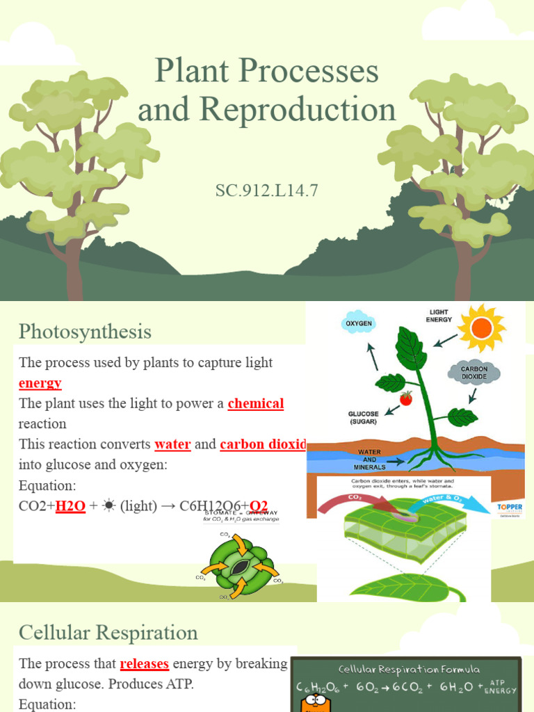 Plant Processes and Reproduction | PDF