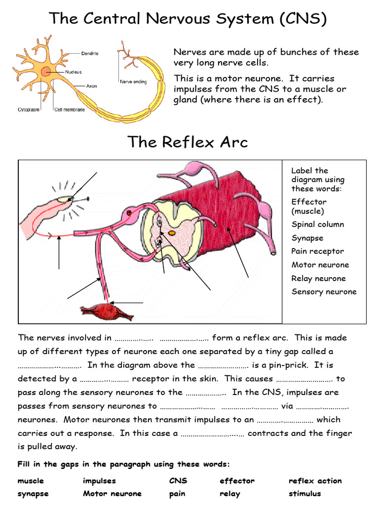 7.3 Reflex Arc Formative Assessment | PDF