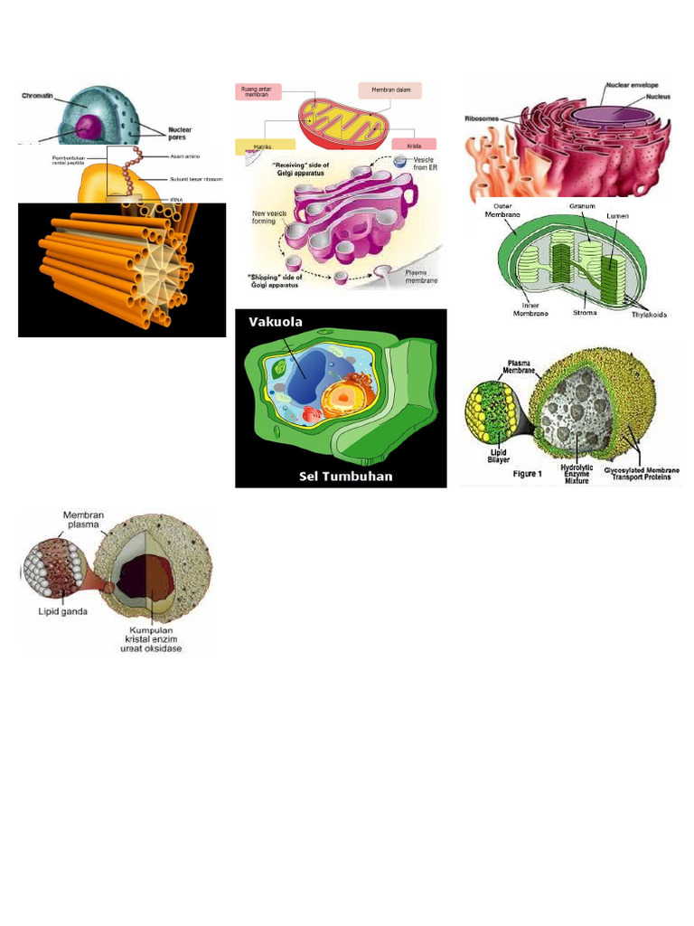 Organel | PDF
