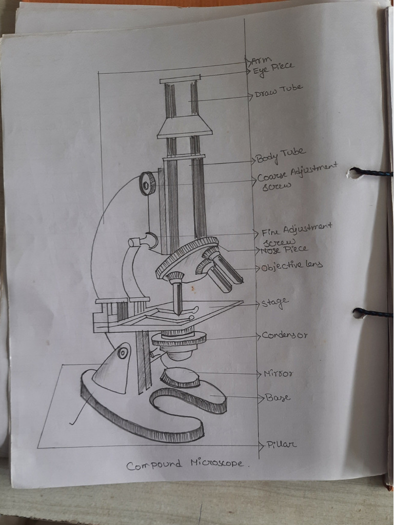 micro practical | PDF
