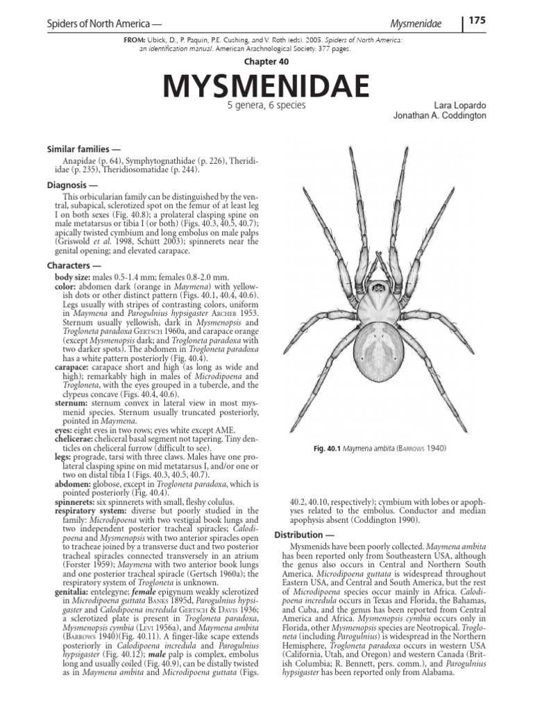 Muito Importante | PDF | Spider