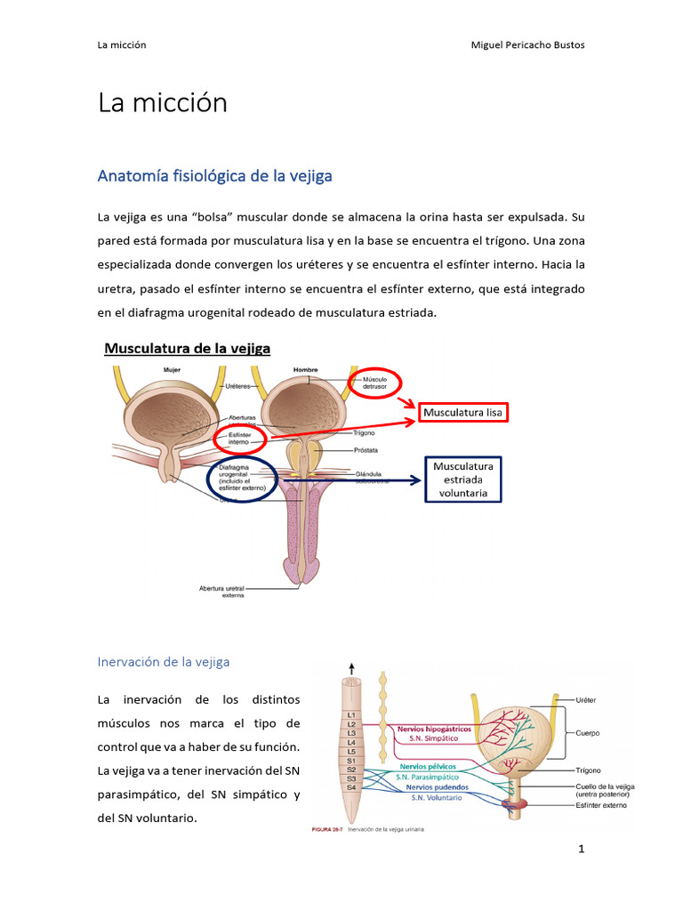 Anatomía y control de la micción | PDF | Micción | Músculo