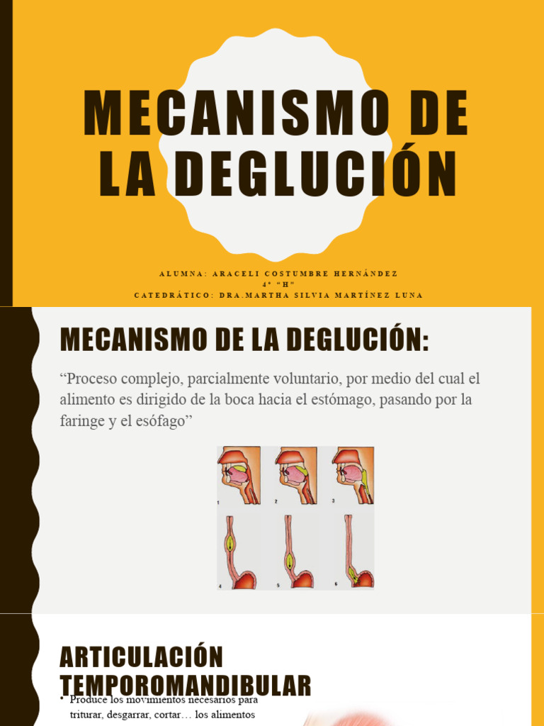 1 Mecanismo de La Deglución | PDF | Laringe | Boca