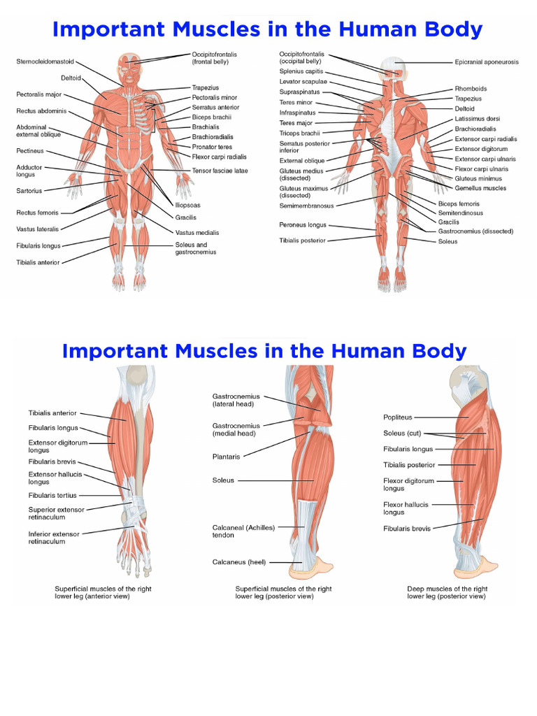 MUSCLES | PDF