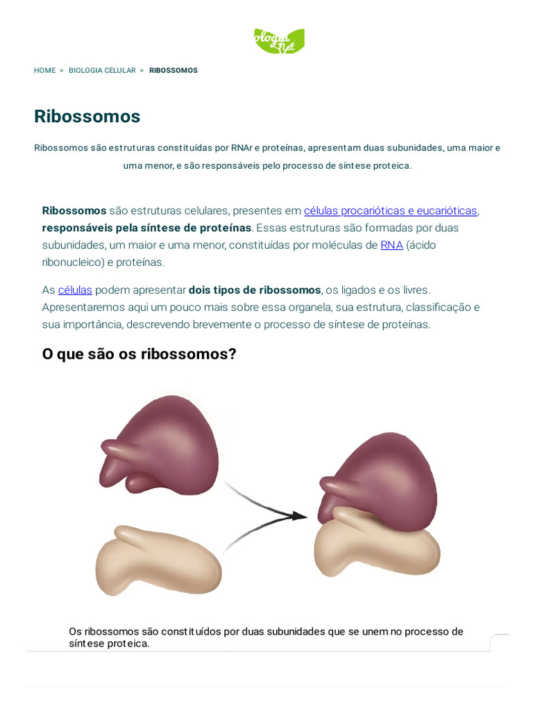 Ribossomos - o Que São, Estrutura, Função, Tipos - Biologia Net | PDF ...