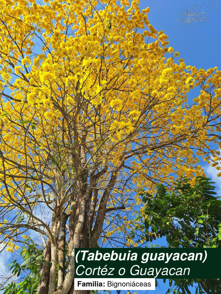 Características del Guayacán (Tabebuia) | PDF | Botánica | Plantas